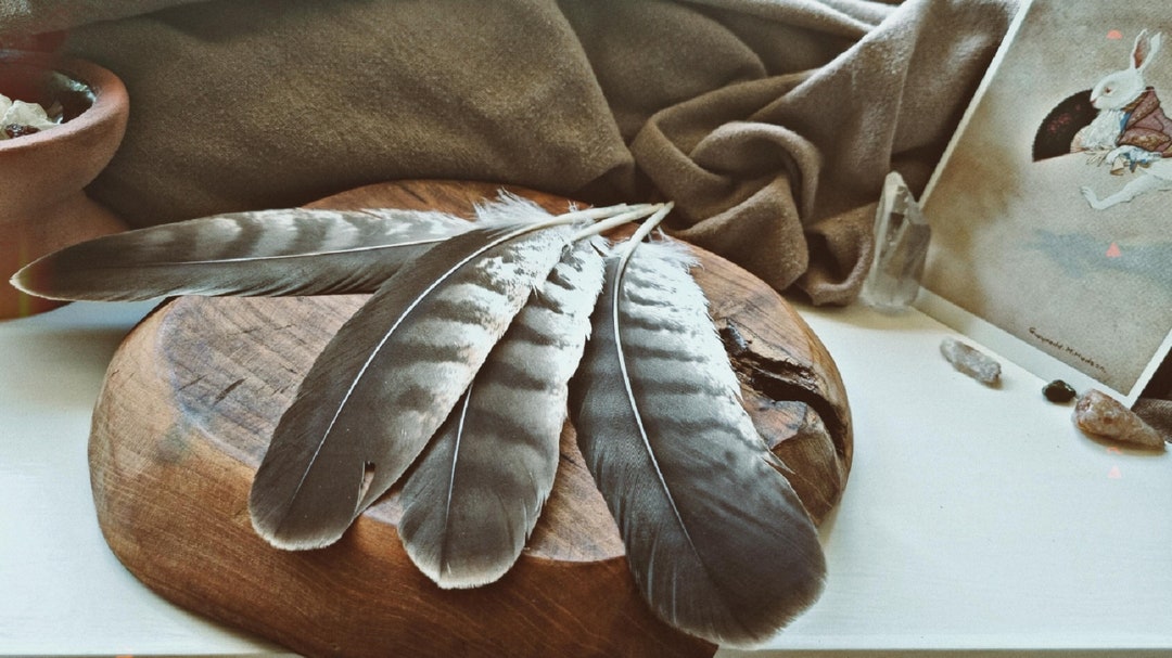 One Hawk Wing Feather, Buzzard, Bird of Prey, Ceremonial Healing ...