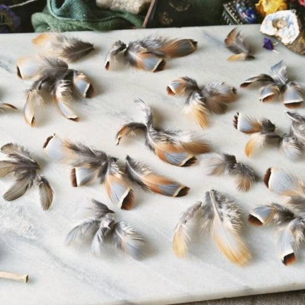 Partridge Feathers - Etsy