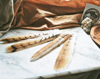 Pallid Harrier Hawk Feather, Bird of Prey Feathers, Animal Totem, Hawk ...