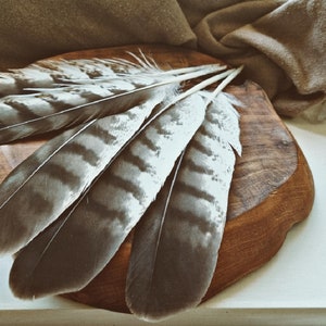 One Hawk Feather, Buzzard Feather, Raptor Bird of Prey Wing Feather ...