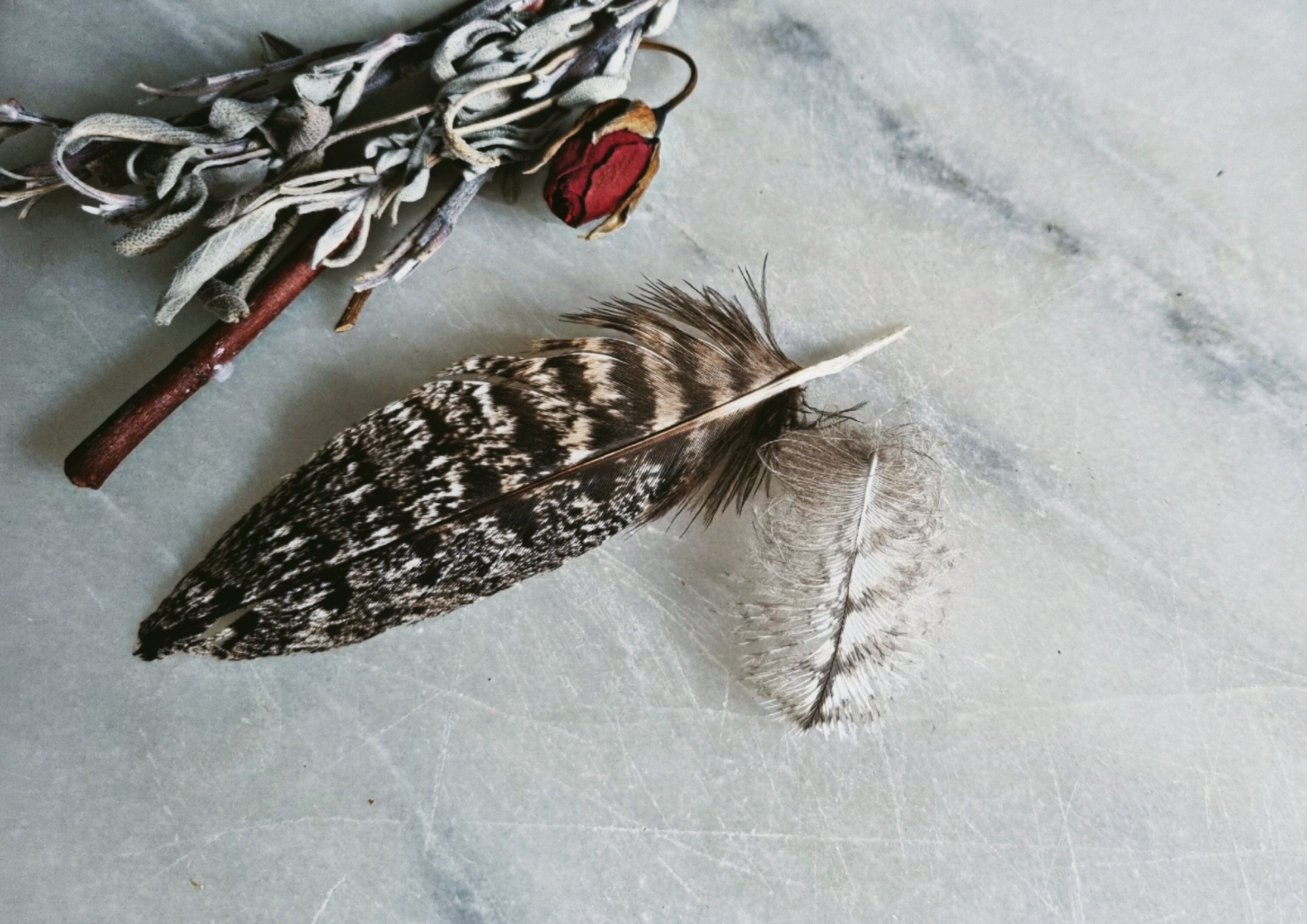 Tawny Frogmouth Feathers, Rare Night Hawk Feathers, Unique Feather, Set ...