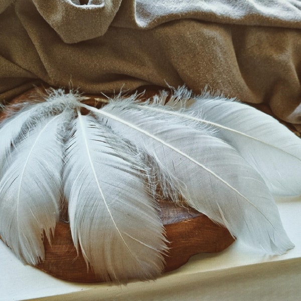 Swan Feathers - Etsy