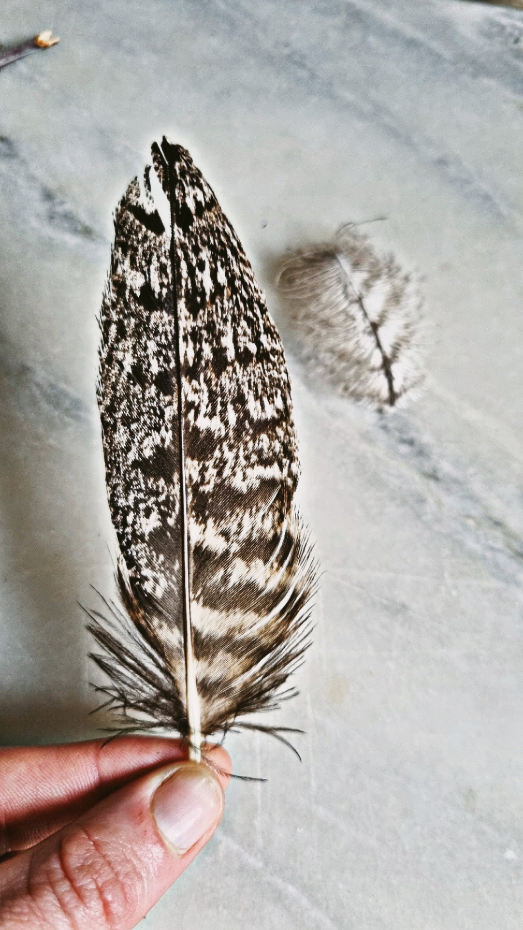 Tawny Frogmouth Feathers, Rare Night Hawk Feathers, Unique Feather, Set ...