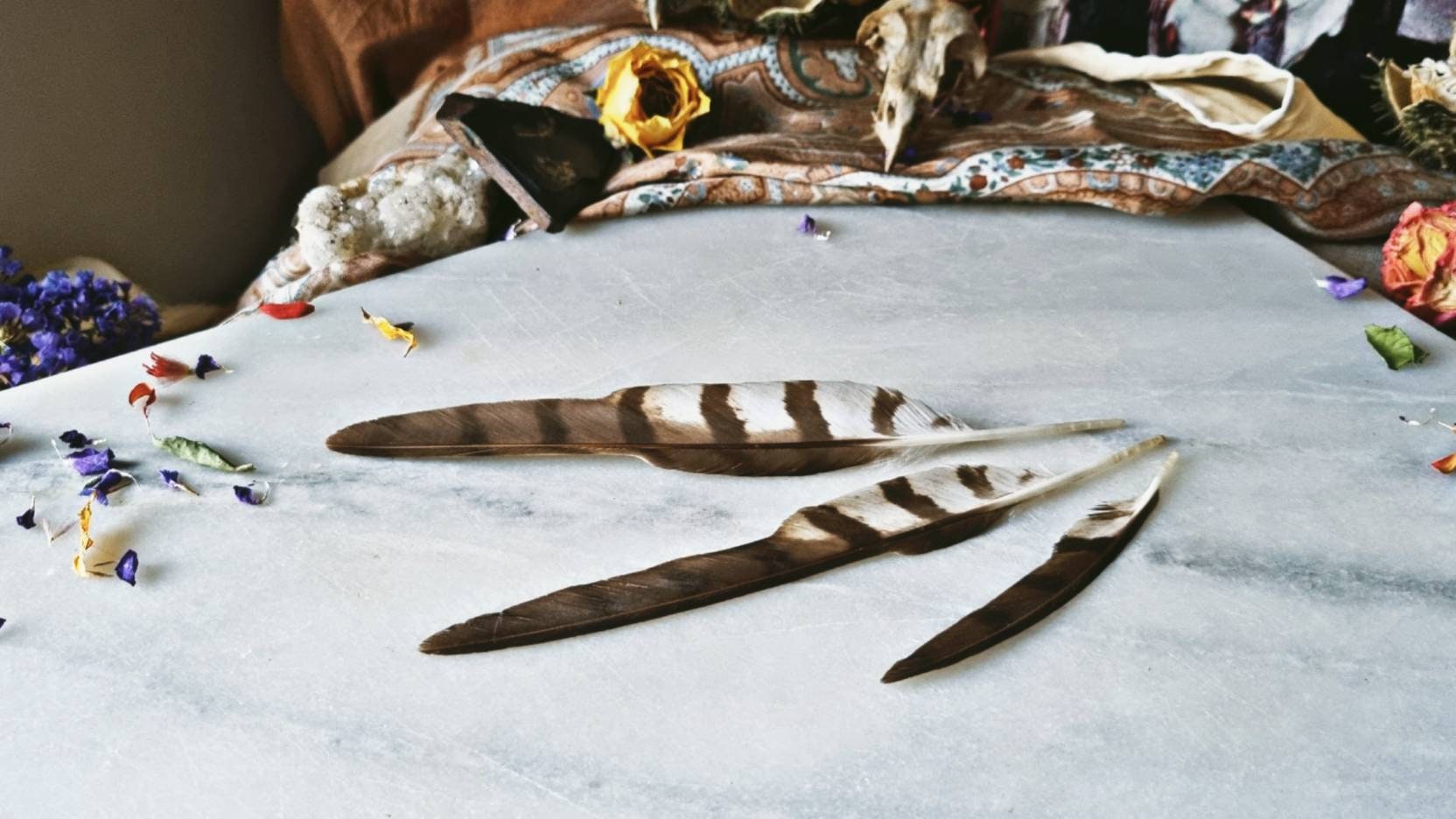 Sparrowhawk Wing Feather, Set of 3, Hawk Wing Feathers, Bird of Prey ...