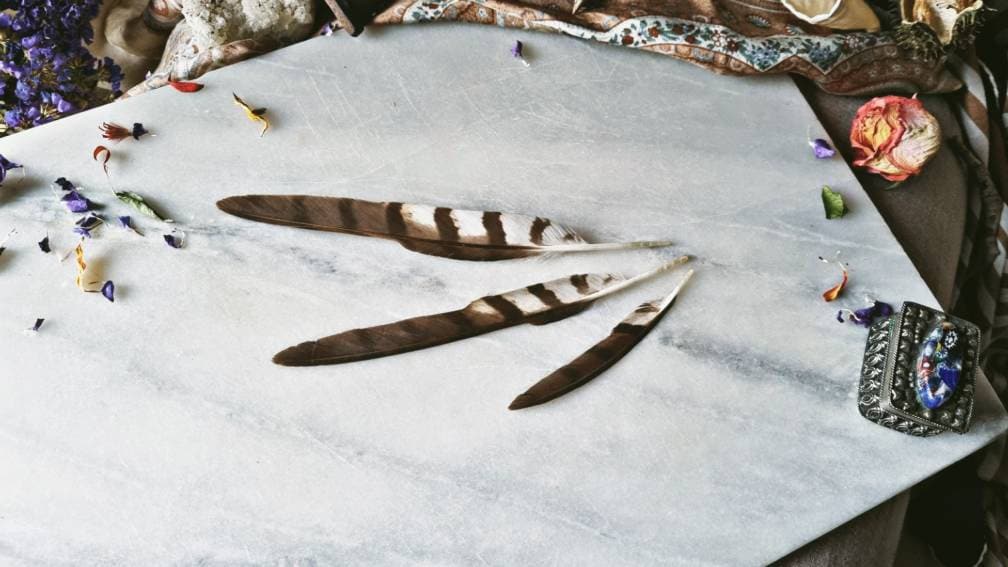 Sparrowhawk Wing Feather, Set of 3, Hawk Wing Feathers, Bird of Prey ...