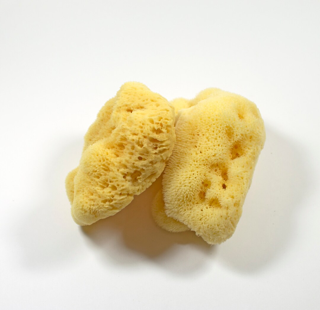 2 Items Natural Kalymnos Greek Sea Sponges Silk Body Care 12.0 - Etsy