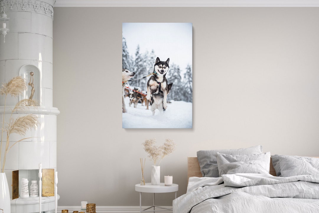 Husky Dog Sledding Farm Photography Canvas | Finnish Lapland Photos ...