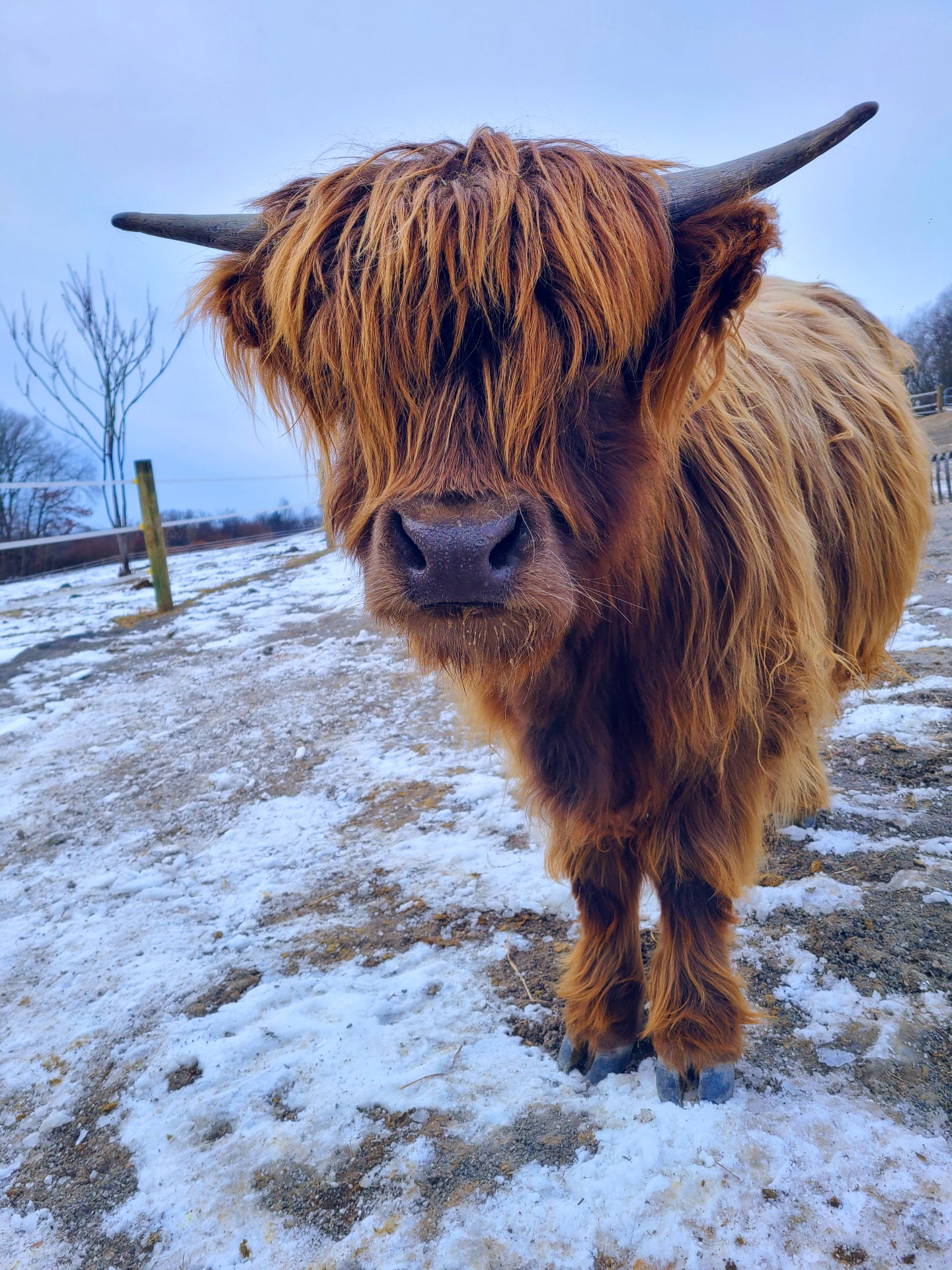 Fluffiest Cow