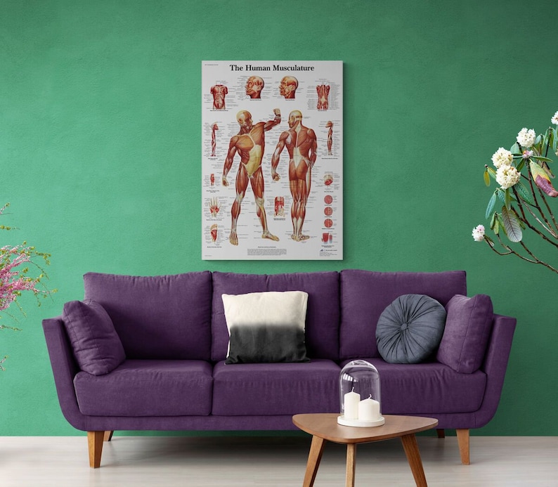 Human Skeleton Anatomy Medical " Canvas Art Decor " Art Available in ...