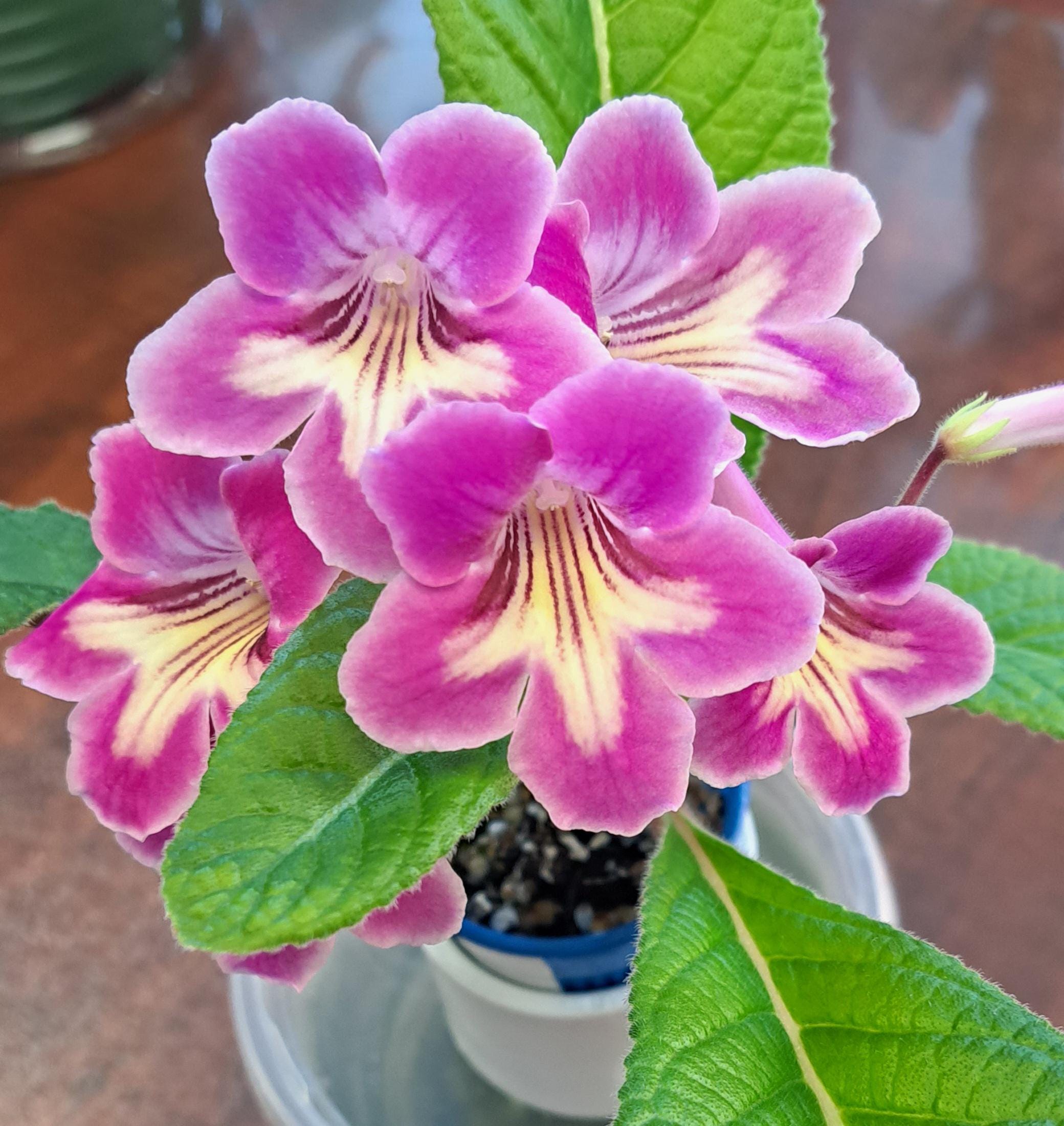 100+ Streptocarpus Seeds Mix – Cape Primrose | Rare Flowering ...