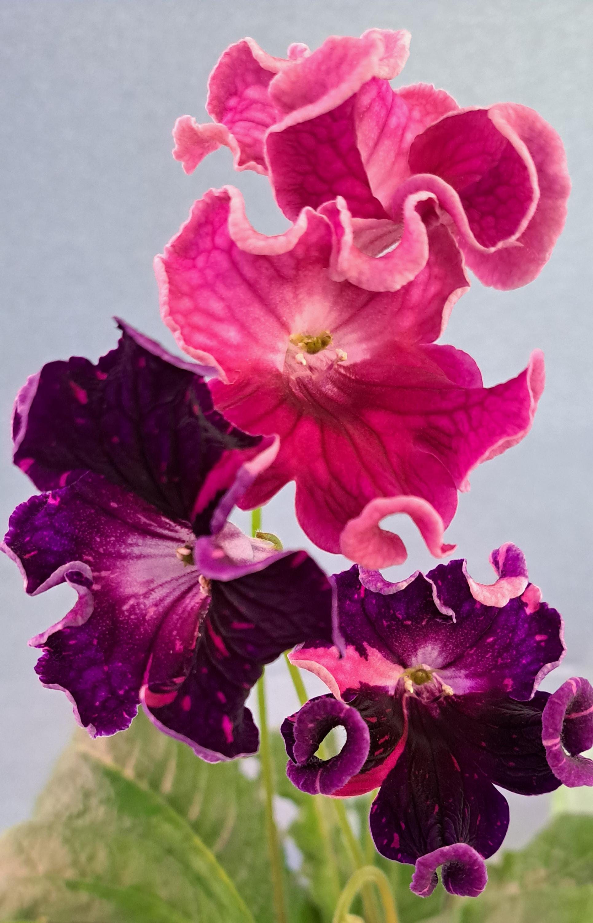 100+ Streptocarpus Seeds Mix – Cape Primrose | Rare Flowering ...