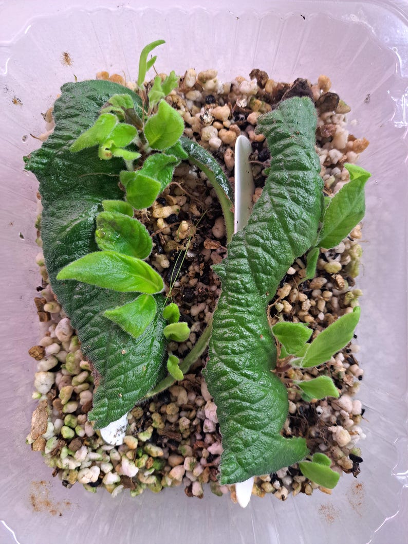 Streptocarpus Leaf Cutting GG'S Hex Whisper - Etsy