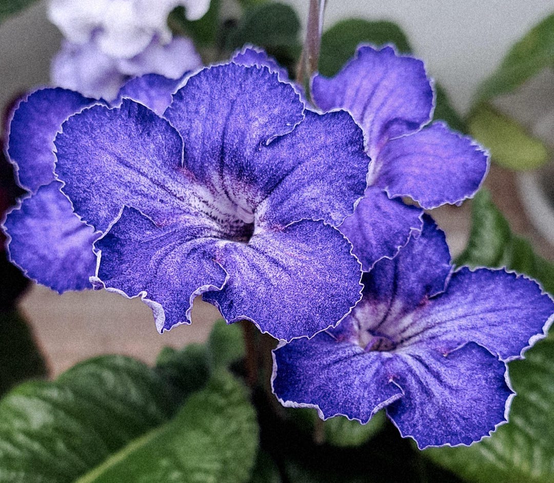 Streptocarpus Leaf Cutting GG'S ALPINE GLOW. - Etsy