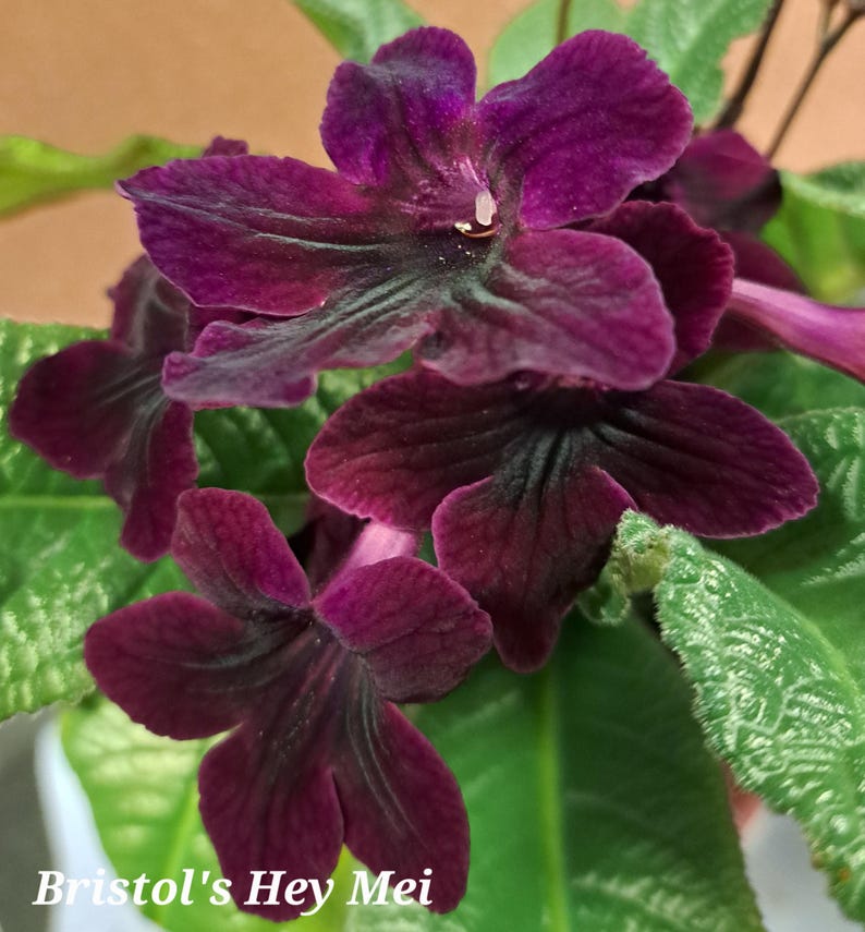Streptocarpus Leaf Cutting Bristol's Hey Mei - Etsy