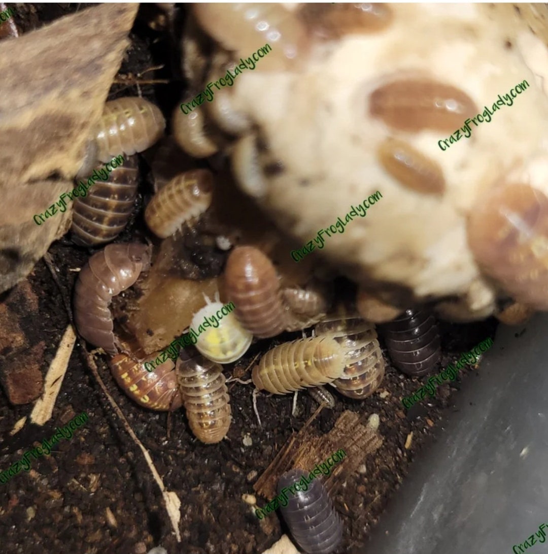 Armadillidium Vulgare skittles Gem Mix Isopods 10 - Etsy