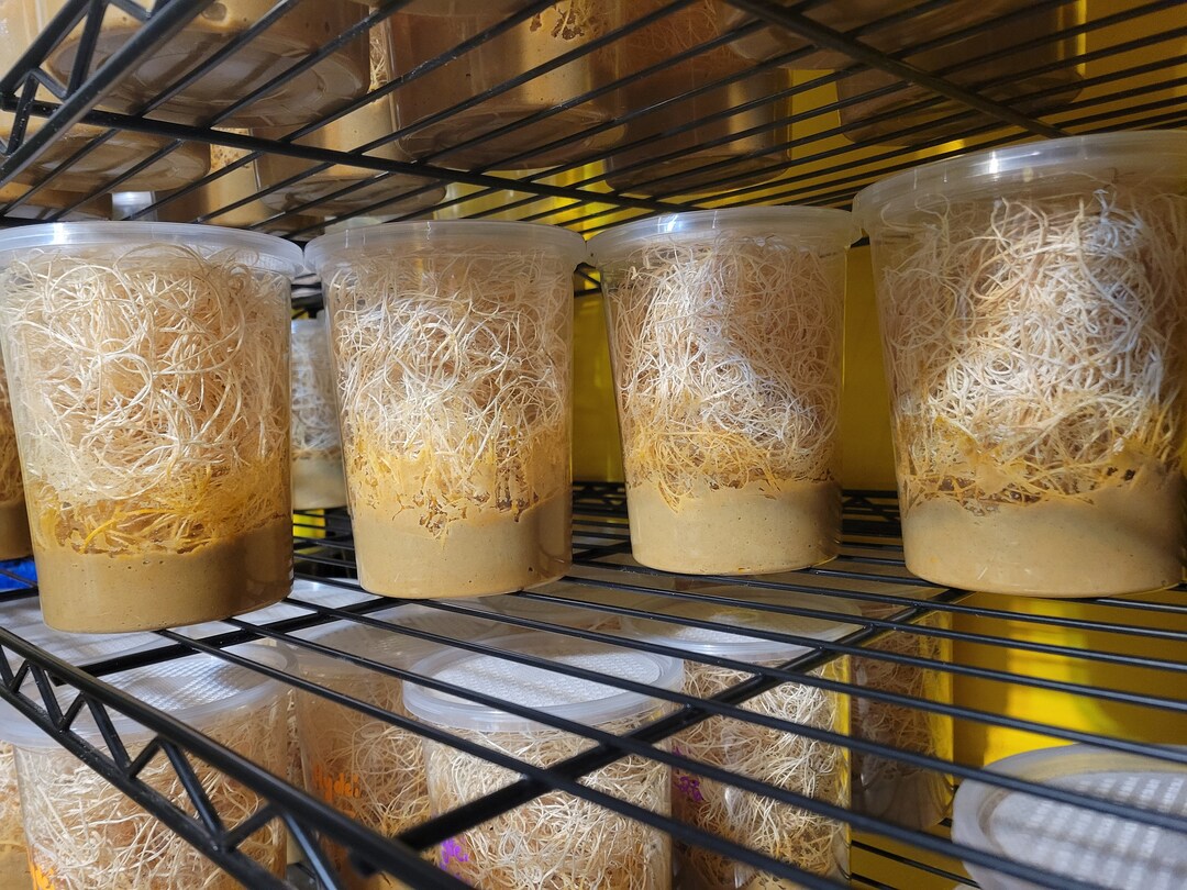 Fruit Fly Food Empty 32oz Make Your Own 4 Pack With Excelsior - Etsy