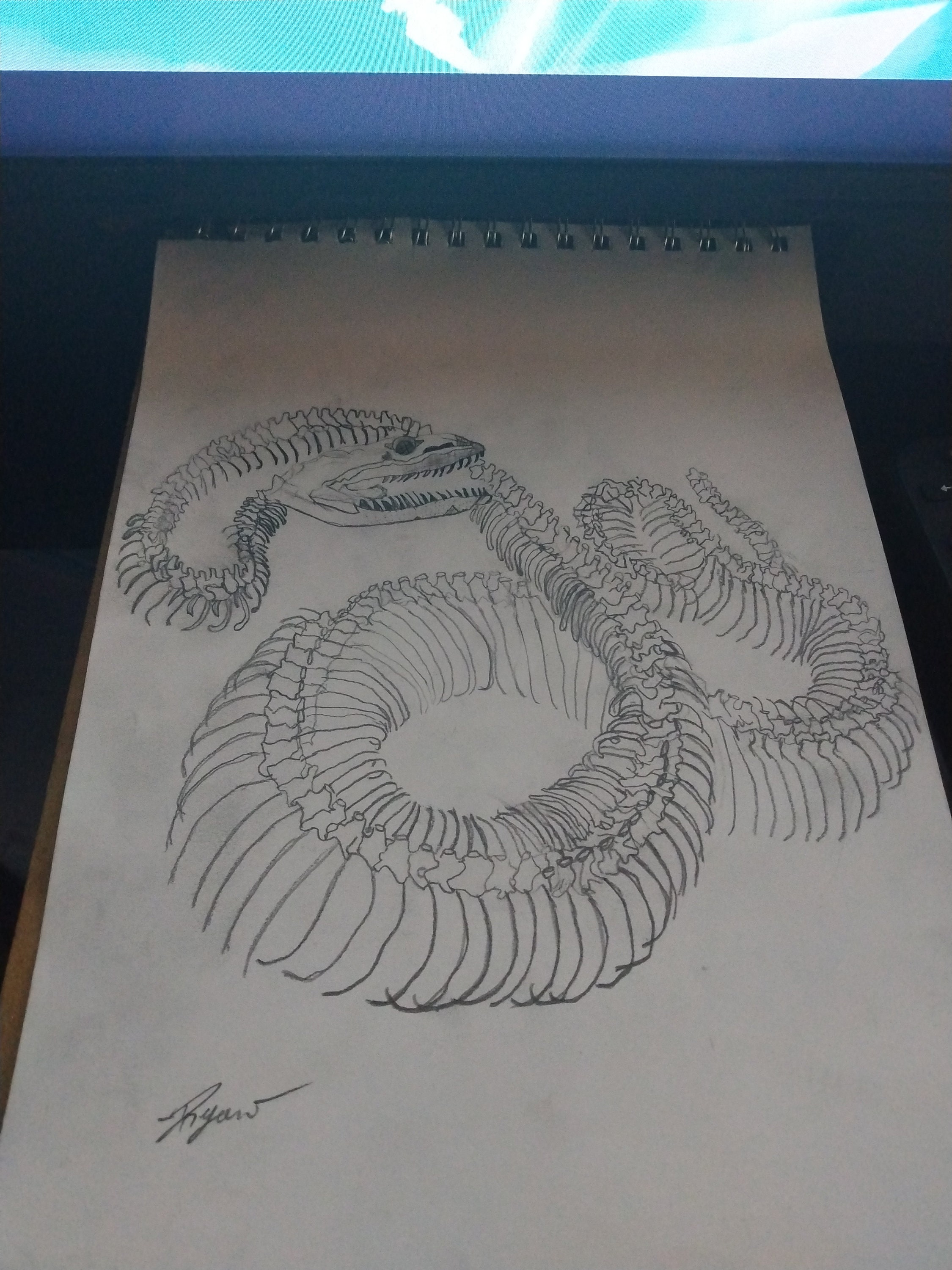 Snake Skeleton Drawing