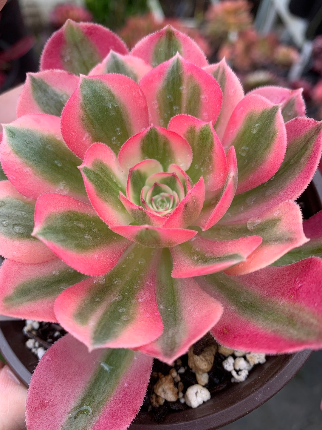 Aeonium Pink Witch in 3.5 Inches Pot CUTTING-NO ROOT - Etsy