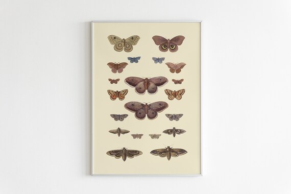 Moth Poster Digital Download - Etsy