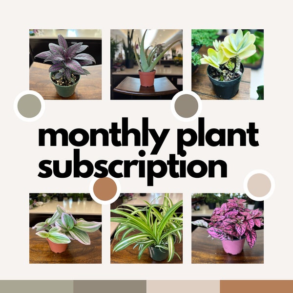 Subscription Box - Etsy