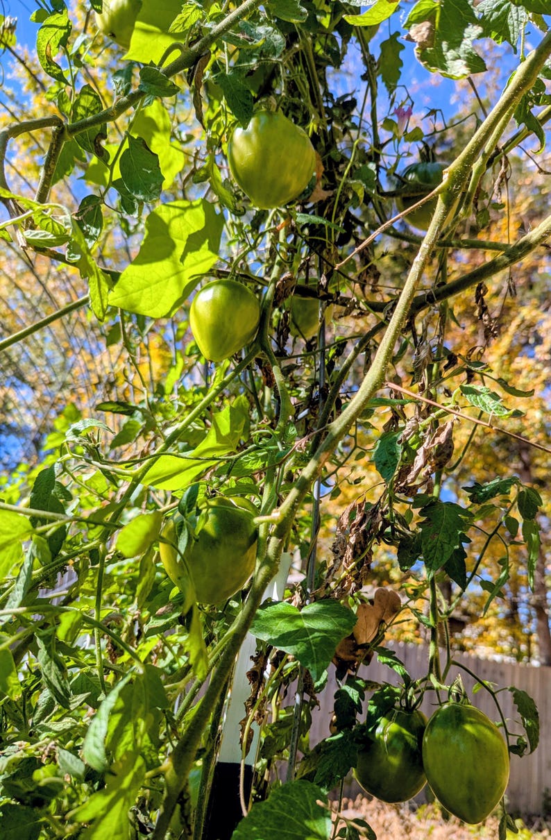 Everett's Rusty Oxheart Tomato Seeds (organic) | Heirloom Beefsteak ...