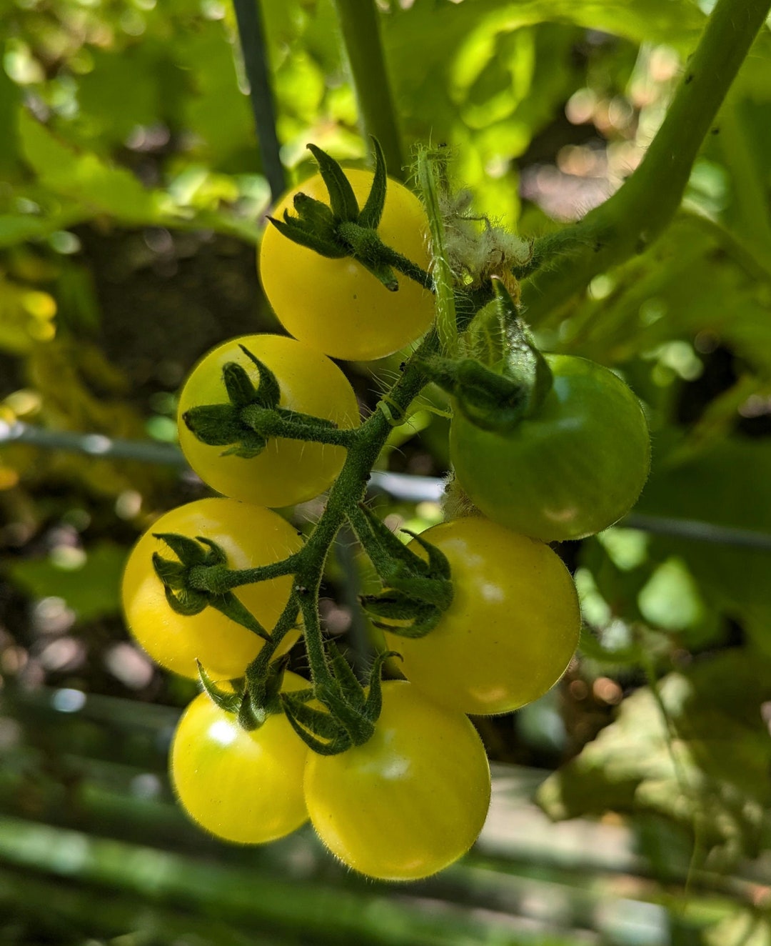 Organic Raymondo's Australian Mist Tomato Seeds - Etsy