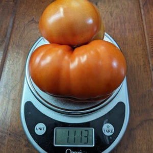 Mountain Princess Tomato Seeds (organic) | Early Red Slicer Heirloom ...