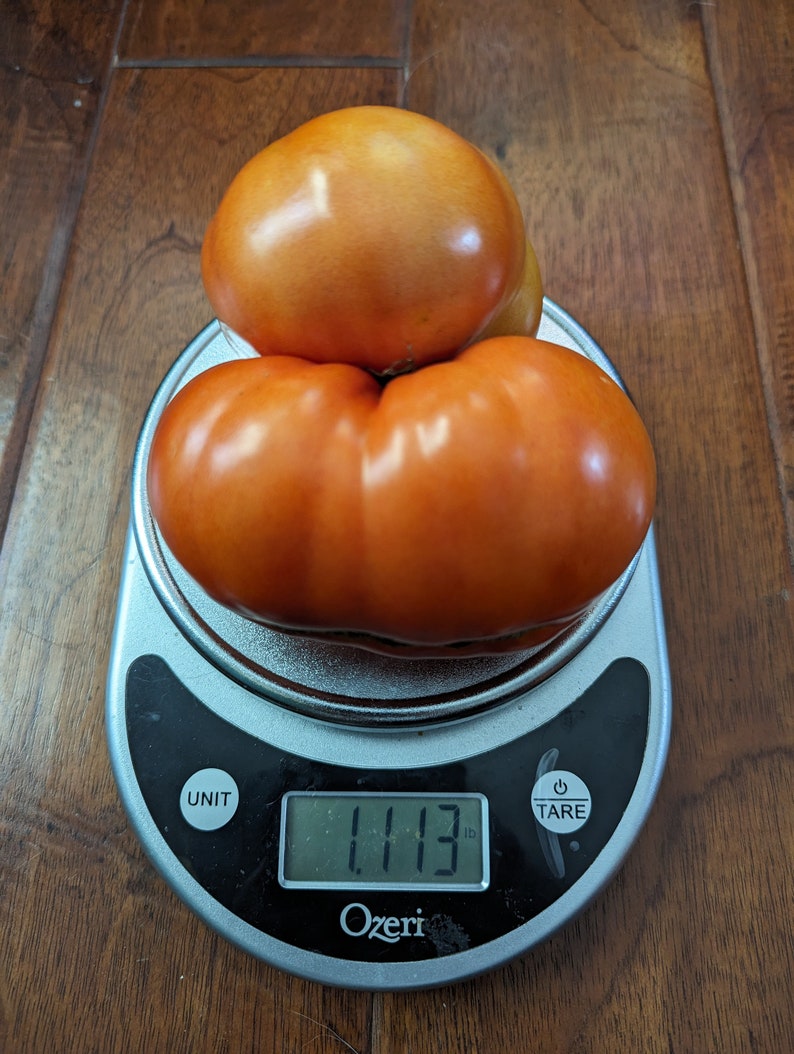 Mountain Princess Tomato Seeds (organic) | Early Red Slicer Heirloom ...