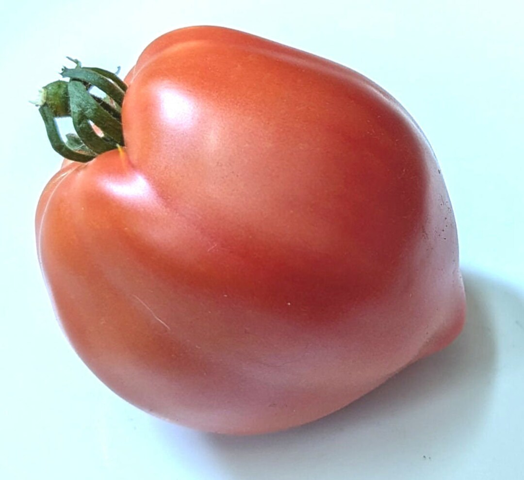 Organic Anna Russian Tomato Seeds - Etsy