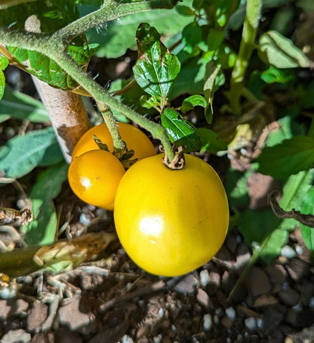 Organic Dwarf Eagle Smiley Tomato Seeds - Etsy