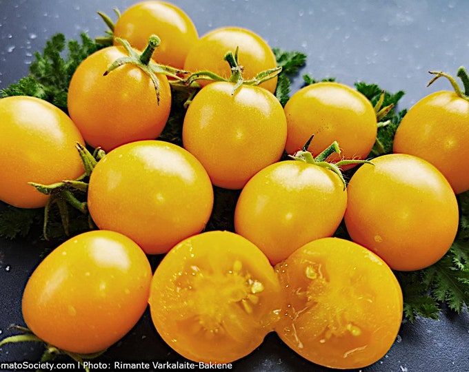 Jochalos Micro Dwarf Tomato Seeds - Etsy