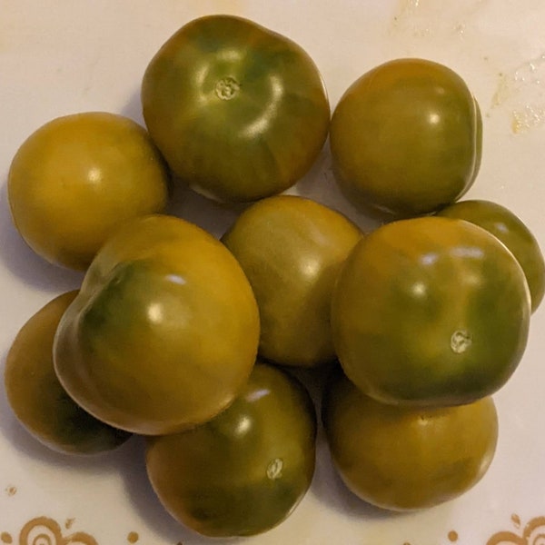 Frog Fruit Seeds - Etsy