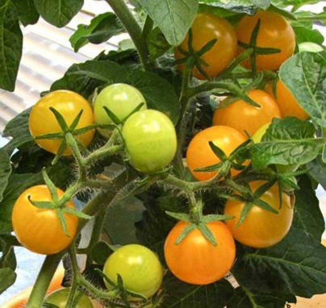 Pinocchio Orange Micro Dwarf Tomato Seeds - Etsy