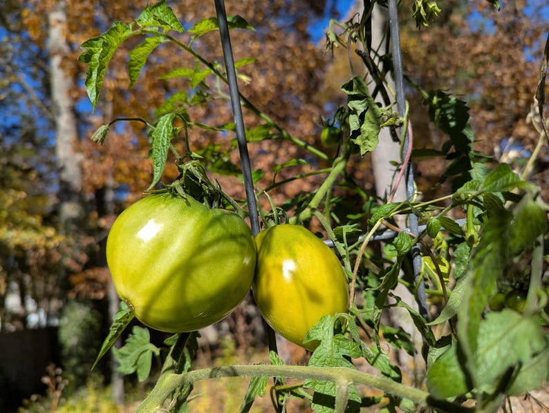 Everett's Rusty Oxheart Tomato Seeds (organic) | Heirloom Beefsteak ...