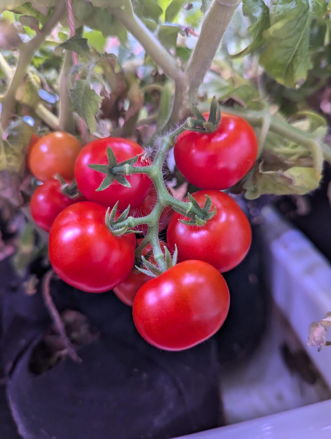 Vilma Micro Dwarf Tomato Seeds | Red Cherry Tomato | Heirloom Garden ...