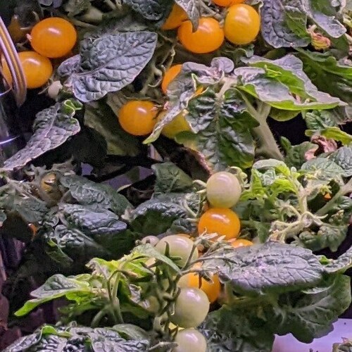 Bonsai Red Micro Dwarf Japanese Tomato Premium Seed Packet - Etsy