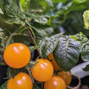 Jochalos Micro Dwarf Tomato Seeds - Etsy