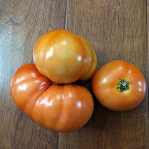 Organic Mountain Princess Tomato Seeds - Etsy