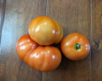 Stupice or Mountain Princess Tomato Seeds Heirloom/ GMO FREE/ 25 Seeds ...