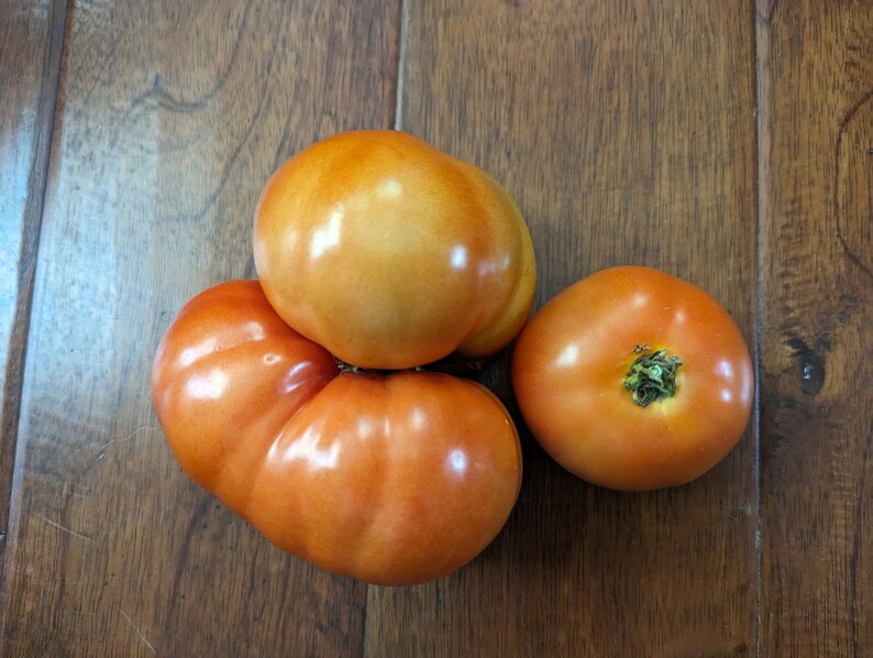 Mountain Princess Tomato Seeds (organic) | Early Red Slicer Heirloom ...