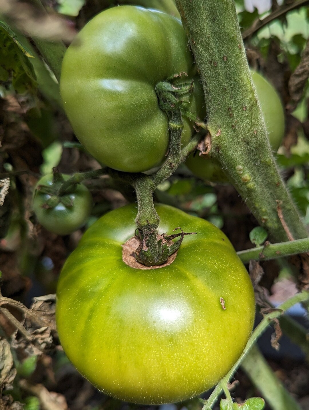 Dwarf Kelly Green Tomato Seeds (organic) | Green When Ripe Heirloom ...