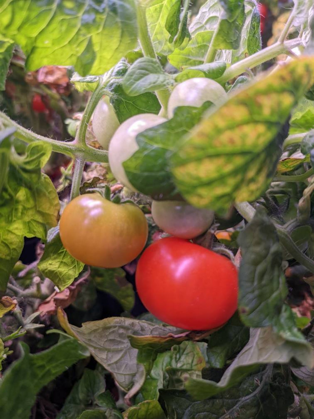 Vilma Micro Dwarf Tomato Seeds - Etsy