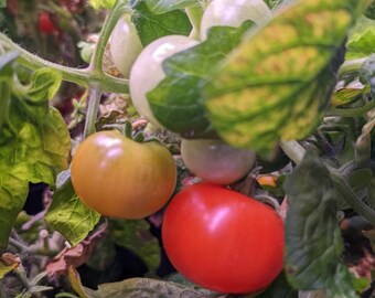 Vilma Micro Dwarf Tomato 15 Seeds Organically Grown - Etsy