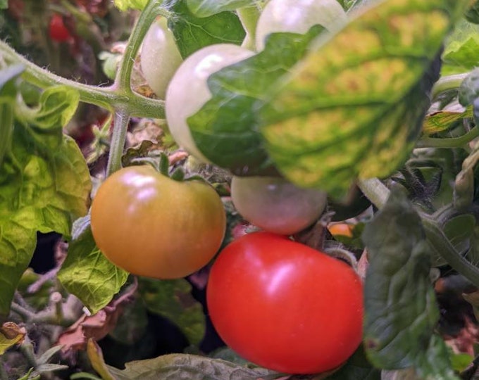 Vilma Micro Dwarf Tomato Seeds - Etsy