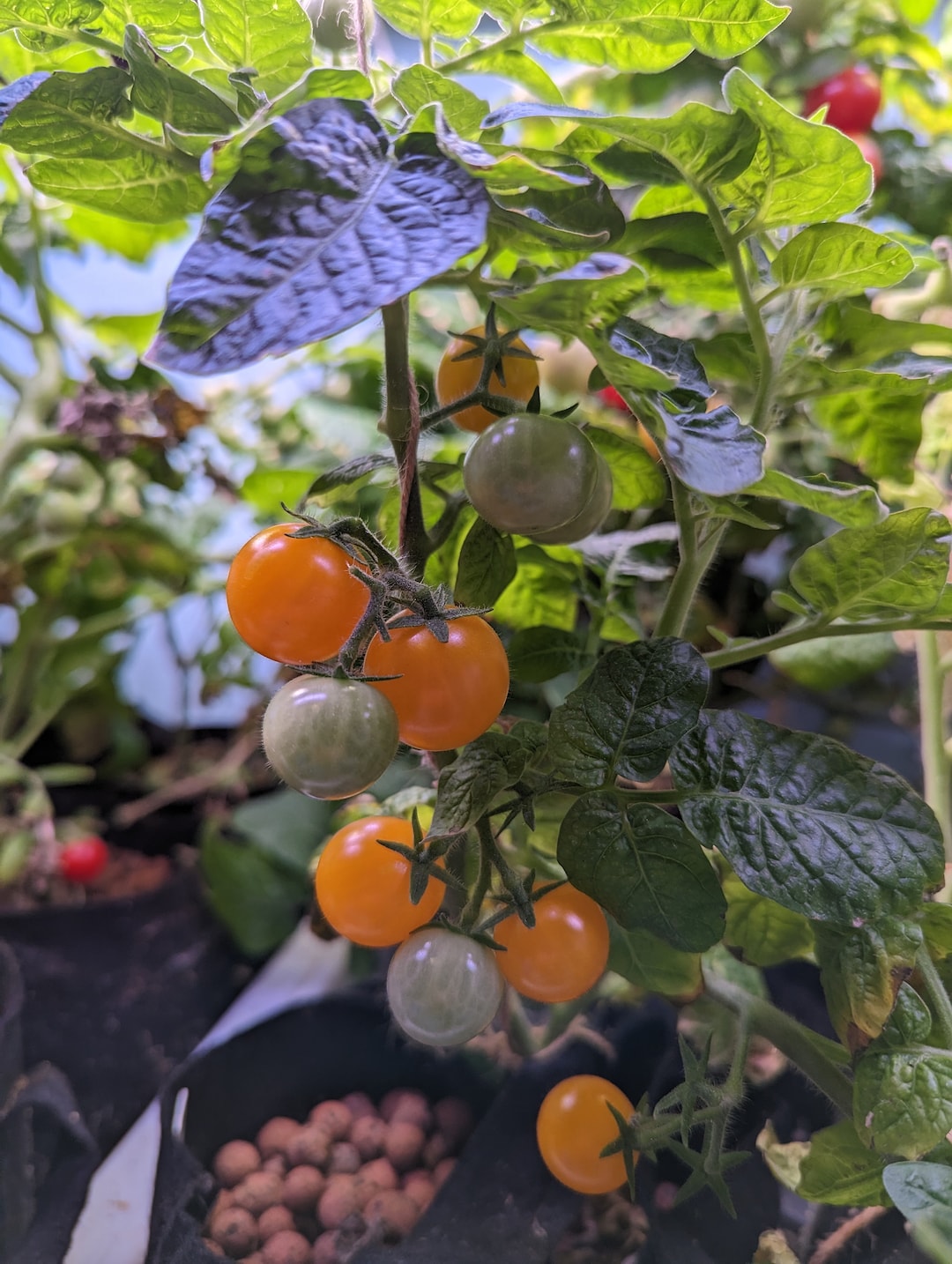 Jochalos Micro Dwarf Tomato Seeds - Etsy
