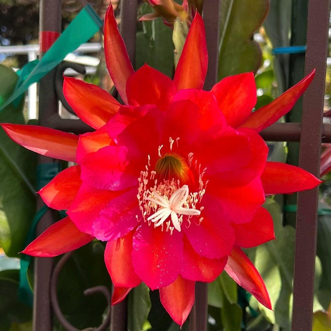 Desert Ruby Epiphyllum (UNROOTED CUTTING) - Etsy