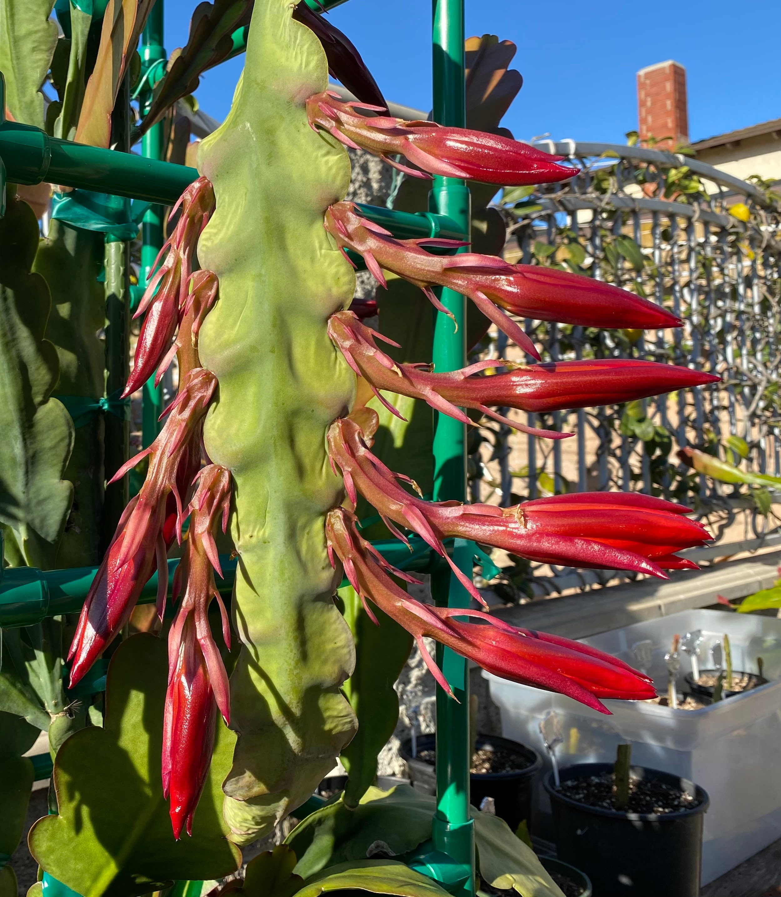 Desert Ruby Epiphyllum (UNROOTED CUTTING) - Etsy