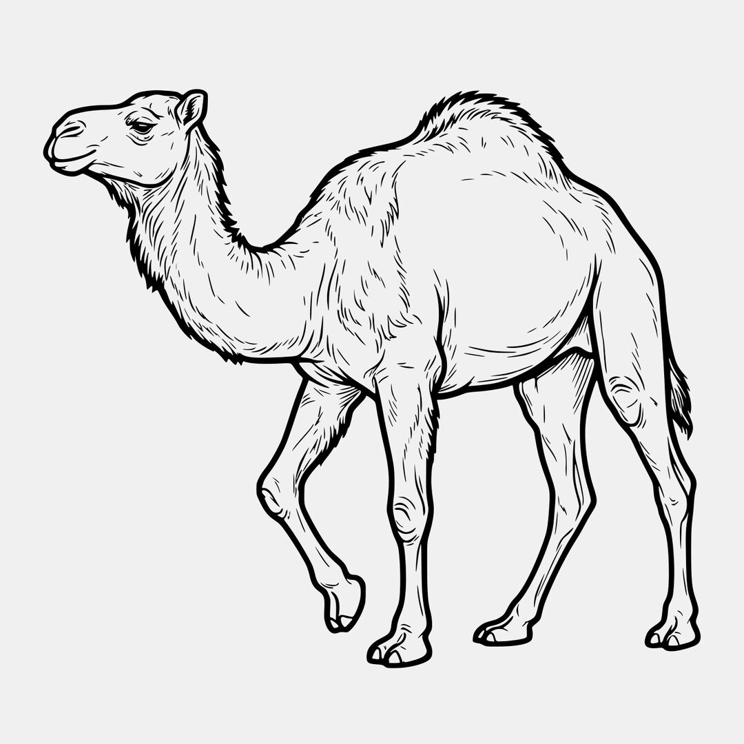 Camel Line Art SVG: Detailed Desert Animal Cut File (digital Download ...