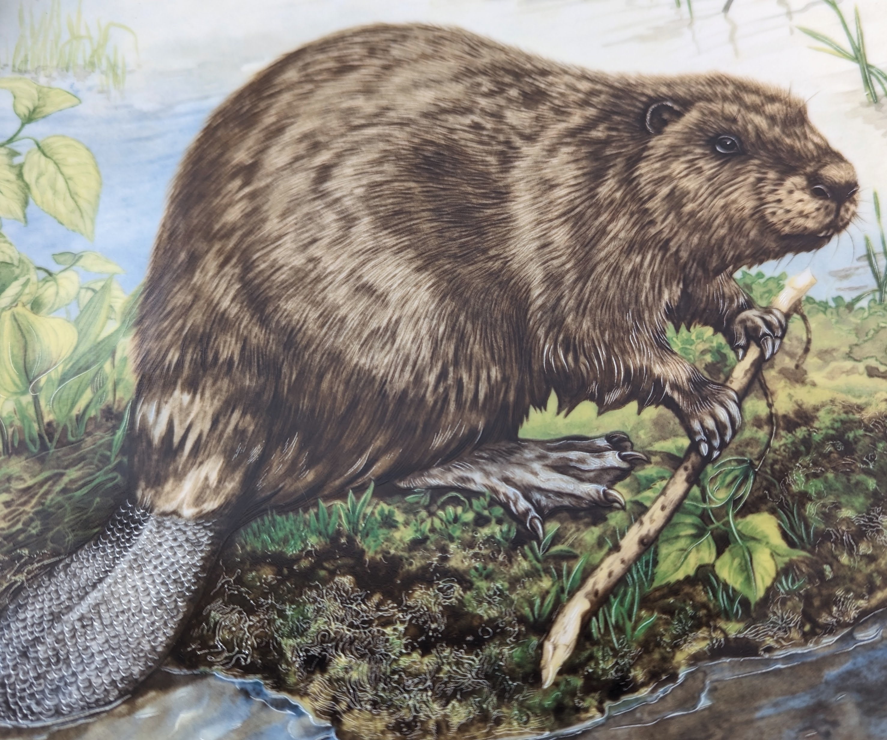 Lissa Calvert Goebel Wildlife Beaver Mancave Wall Plate Plaque - Etsy