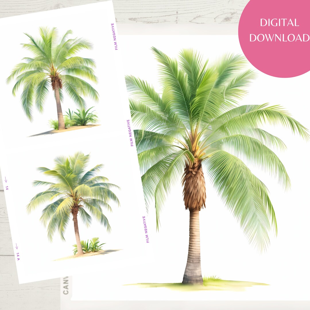 Watercolour Palm Tree Clipart for Summer Png Bundle of Watercolor Palm ...